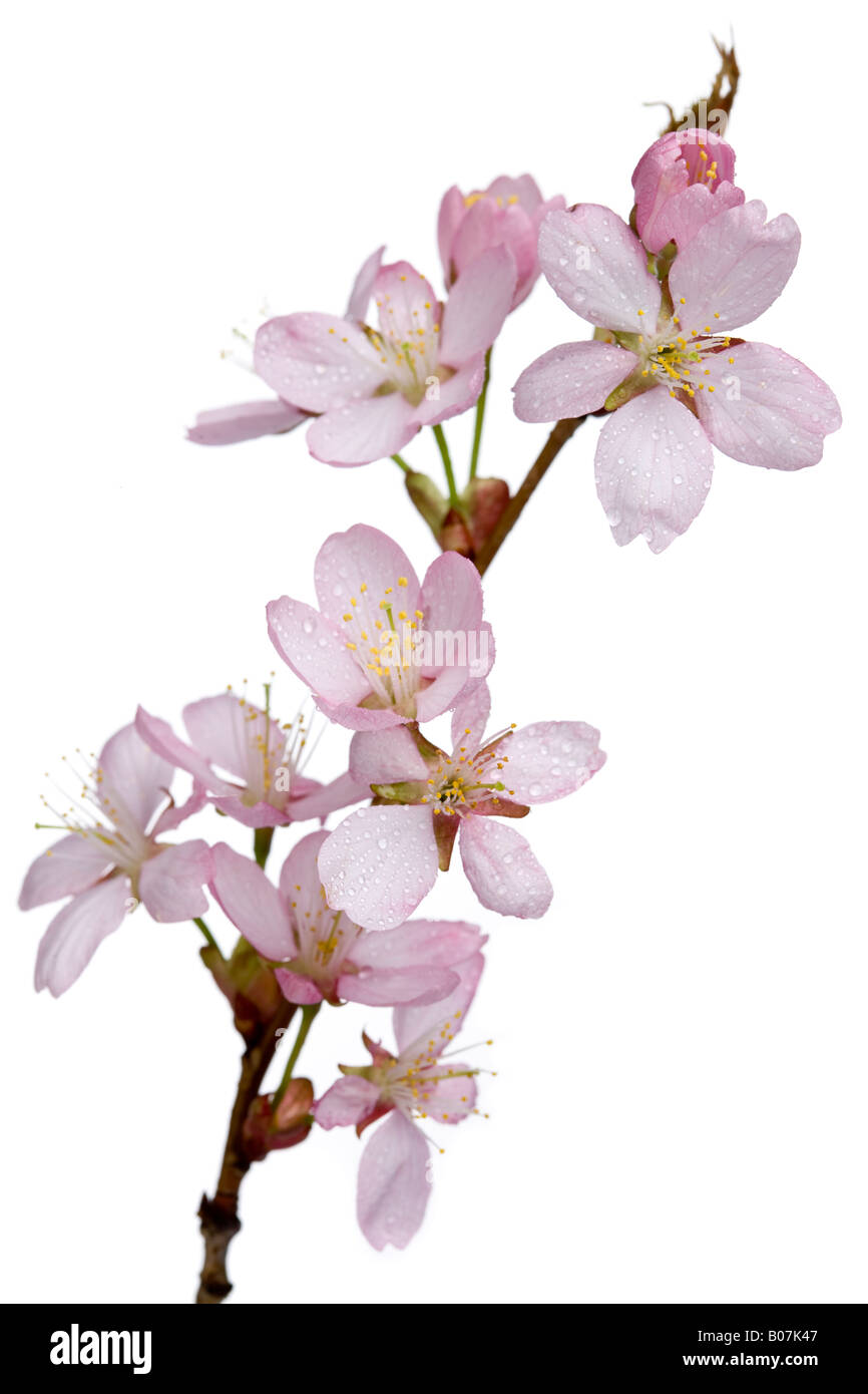 Sargent cherry (Prunus sargentii) blossoms in studio shot Stock Photo ...