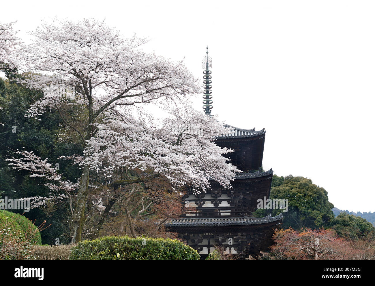 Sakura 'Cherry Blossom' at Taima dera. Taima Temple, Nara Prefecture ...