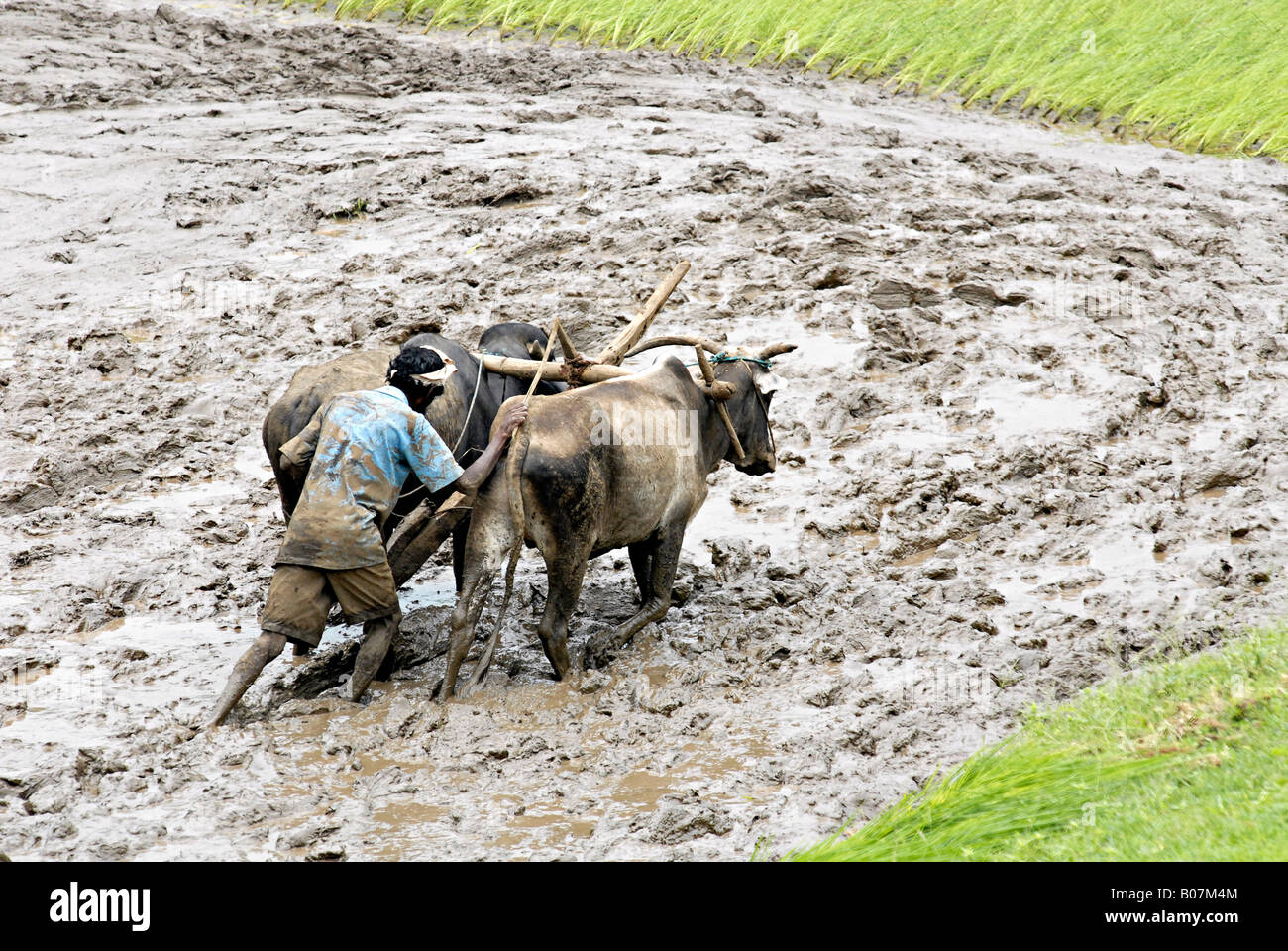 Farmer ploughing the fields Stock Photo - Alamy
