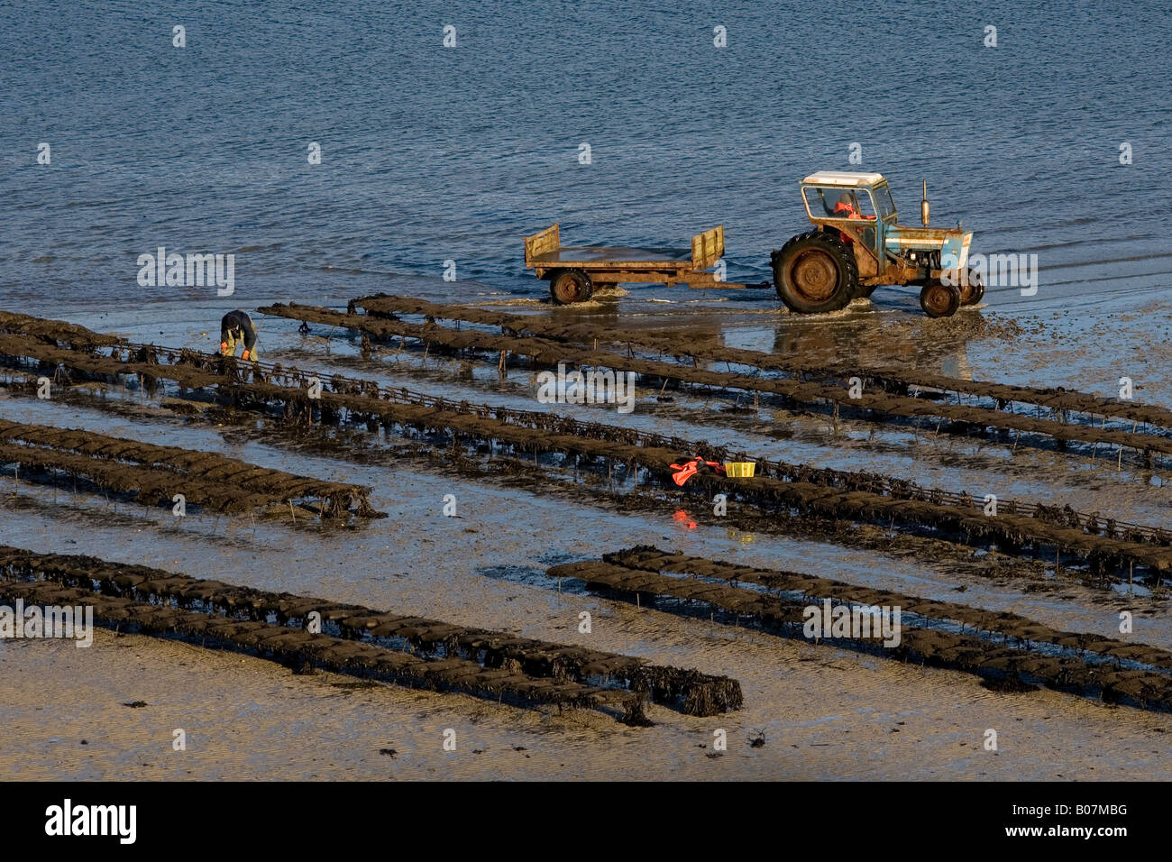 Oyster farmers working at oyster racks, Croig, Isle of Mull, Scotland ...