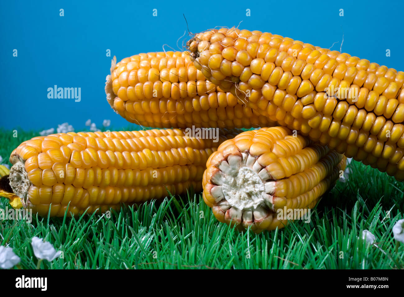 Maiskolben hi-res stock photography and images - Alamy