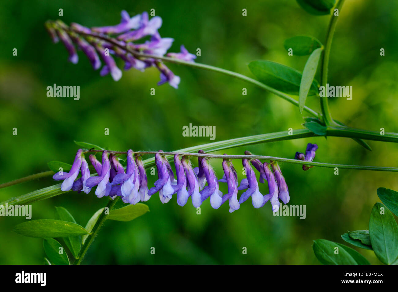 Cow Vetch also called Blue Vetch; Vicia cracca Stock Photo - Alamy