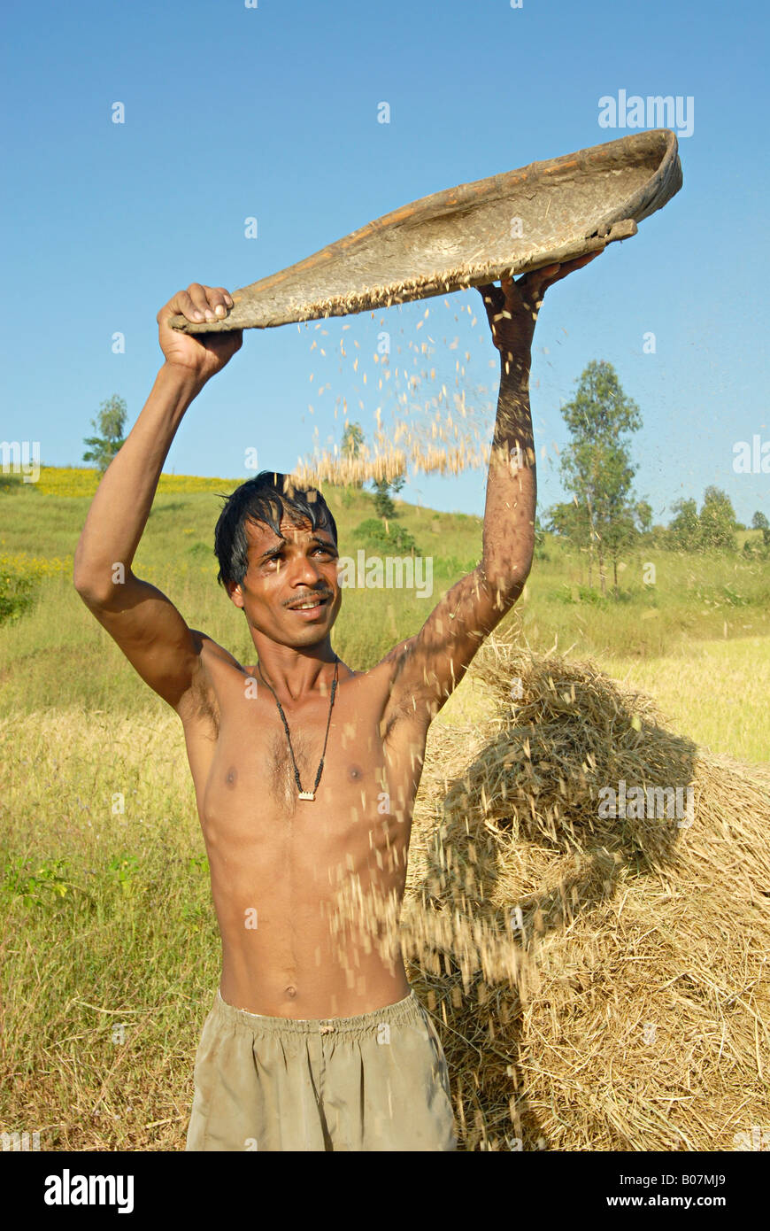 Man winnowing rice. Thakkar tribe Stock Photo - Alamy