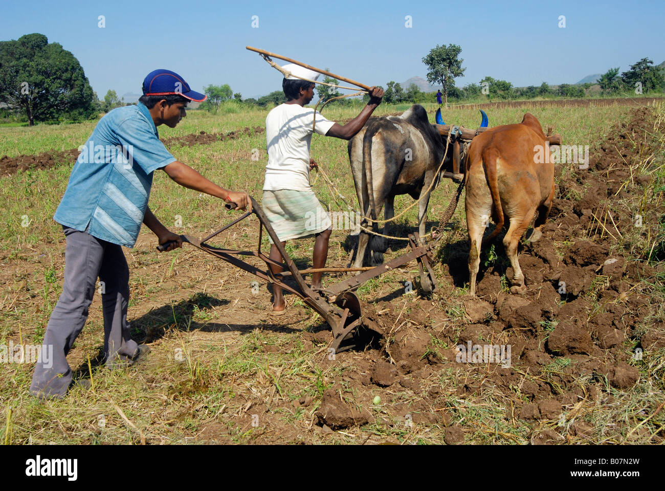 Farmers ploughing the field. Kokna tribe Stock Photo - Alamy