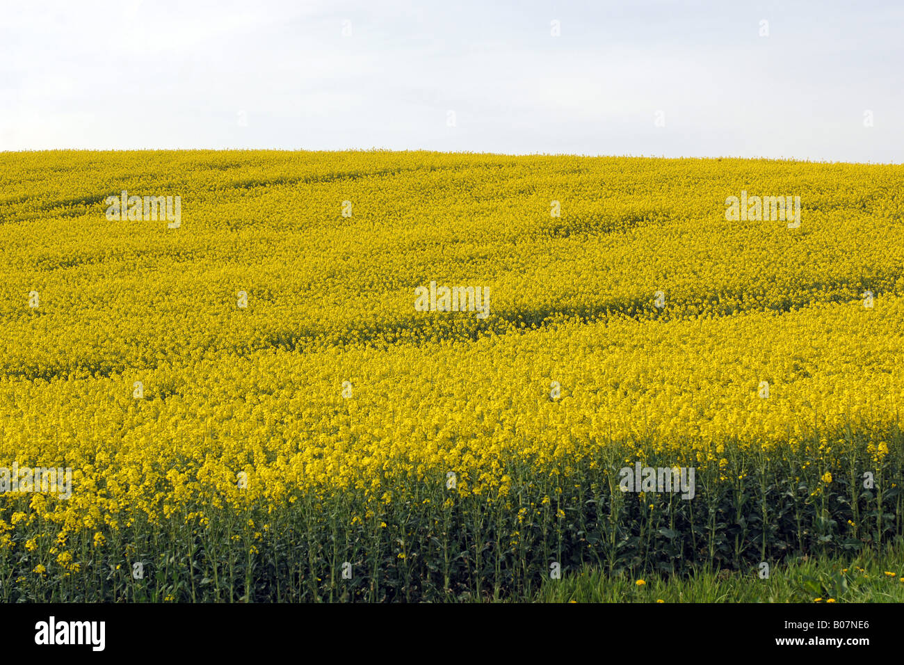 Colorful yellow field of Rapeseed which is now a major crop for farmers ...