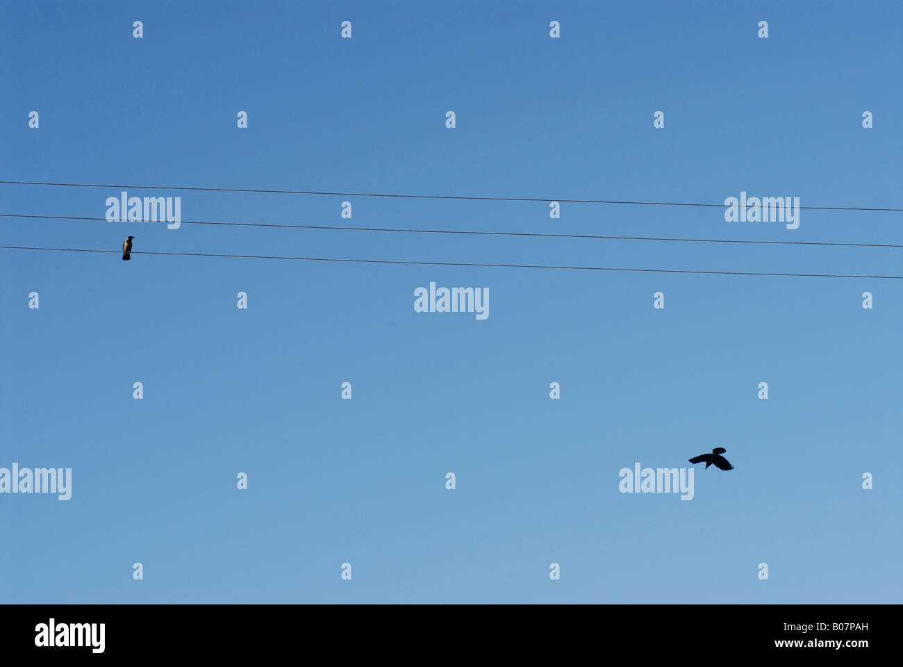 crows on power line. Sweden Stock Photo - Alamy