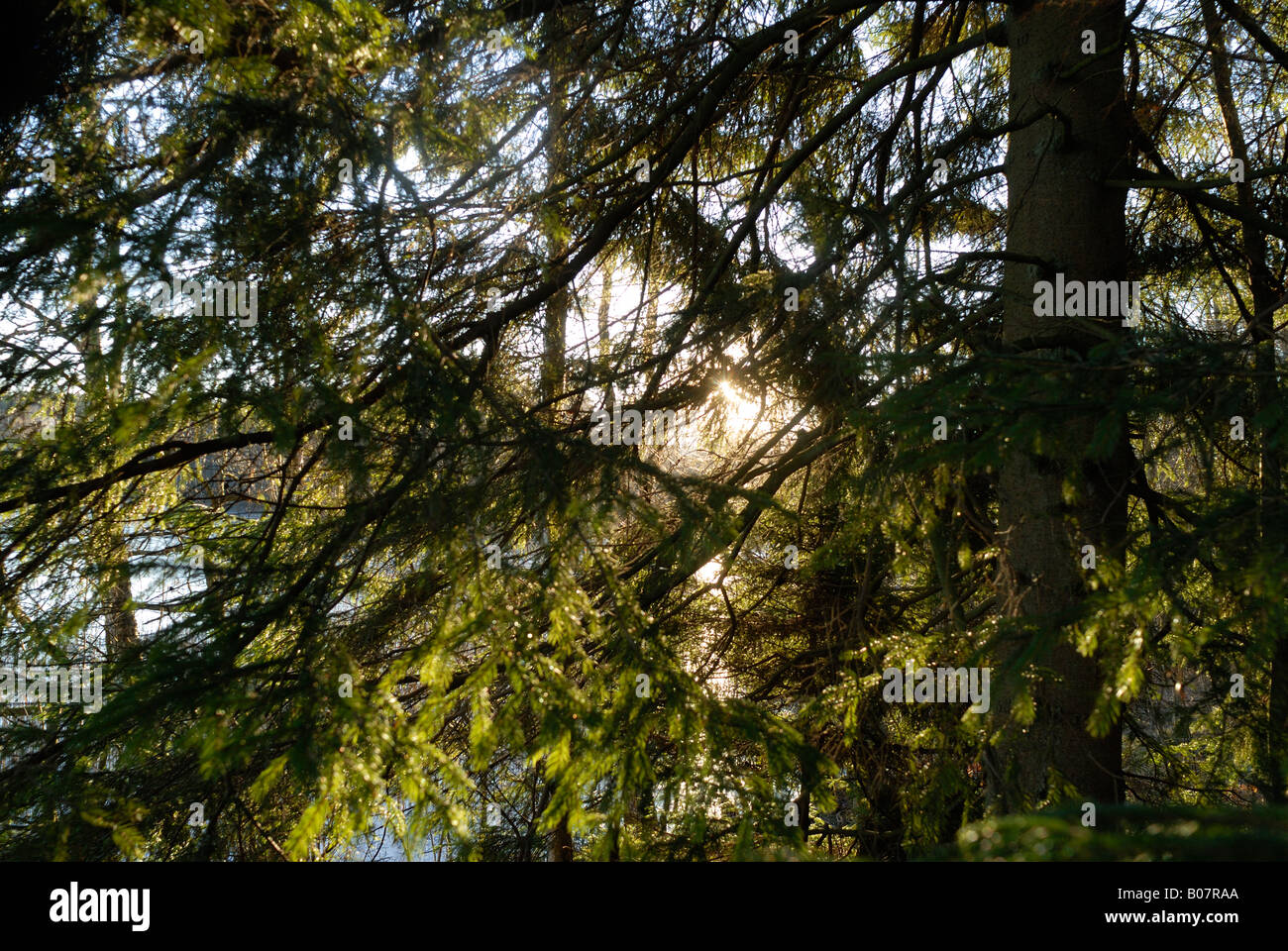 Norway fir tree hi-res stock photography and images - Alamy