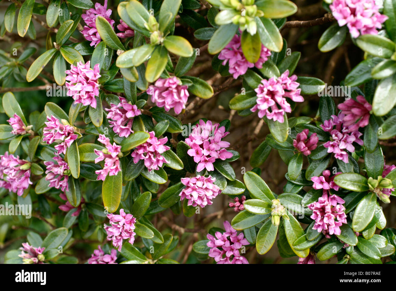 Daphne sericea daphne sericea hi-res stock photography and images - Alamy