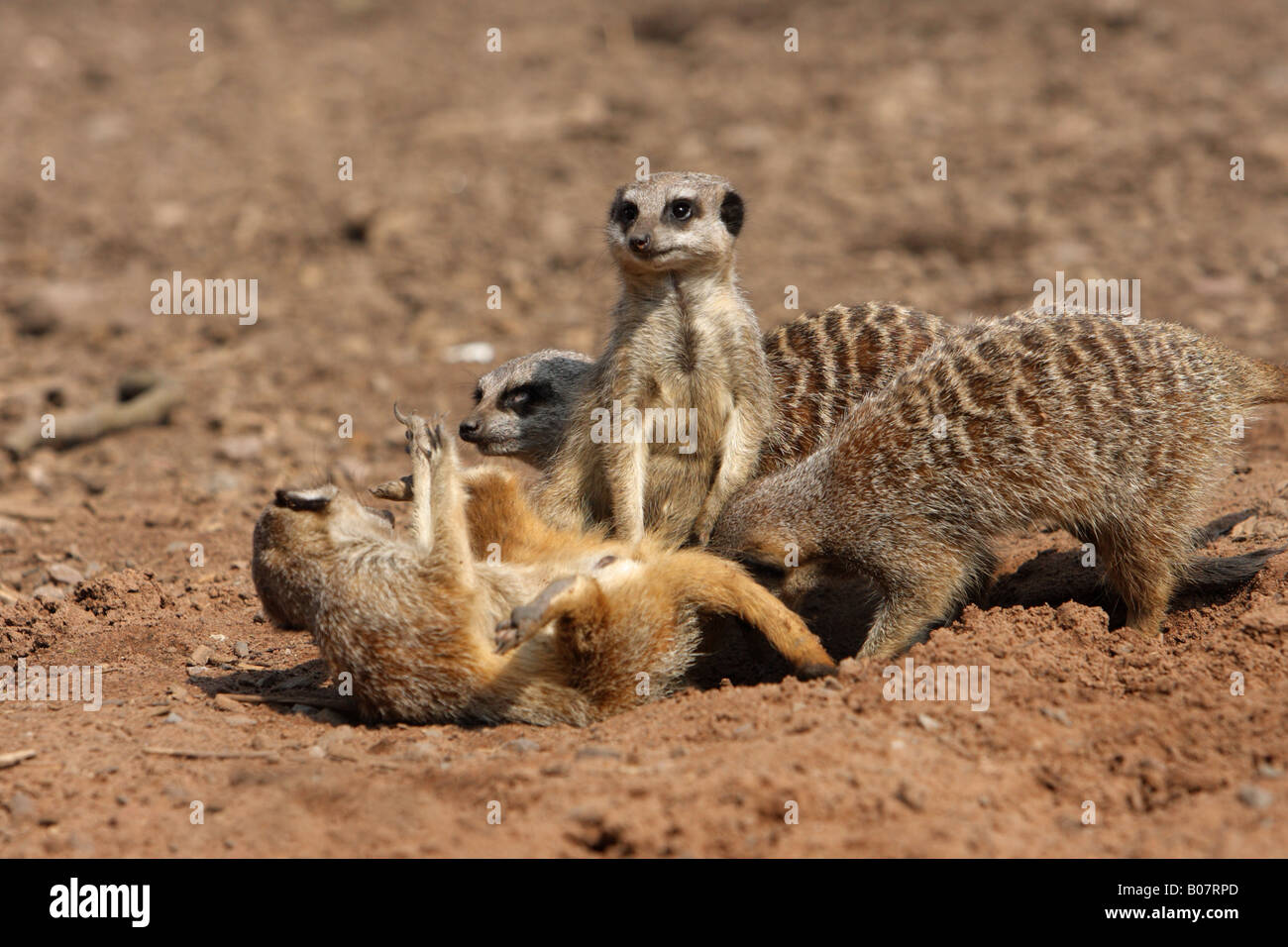 Meerkat suricata suricatta group at play in the sand with eye contact ...