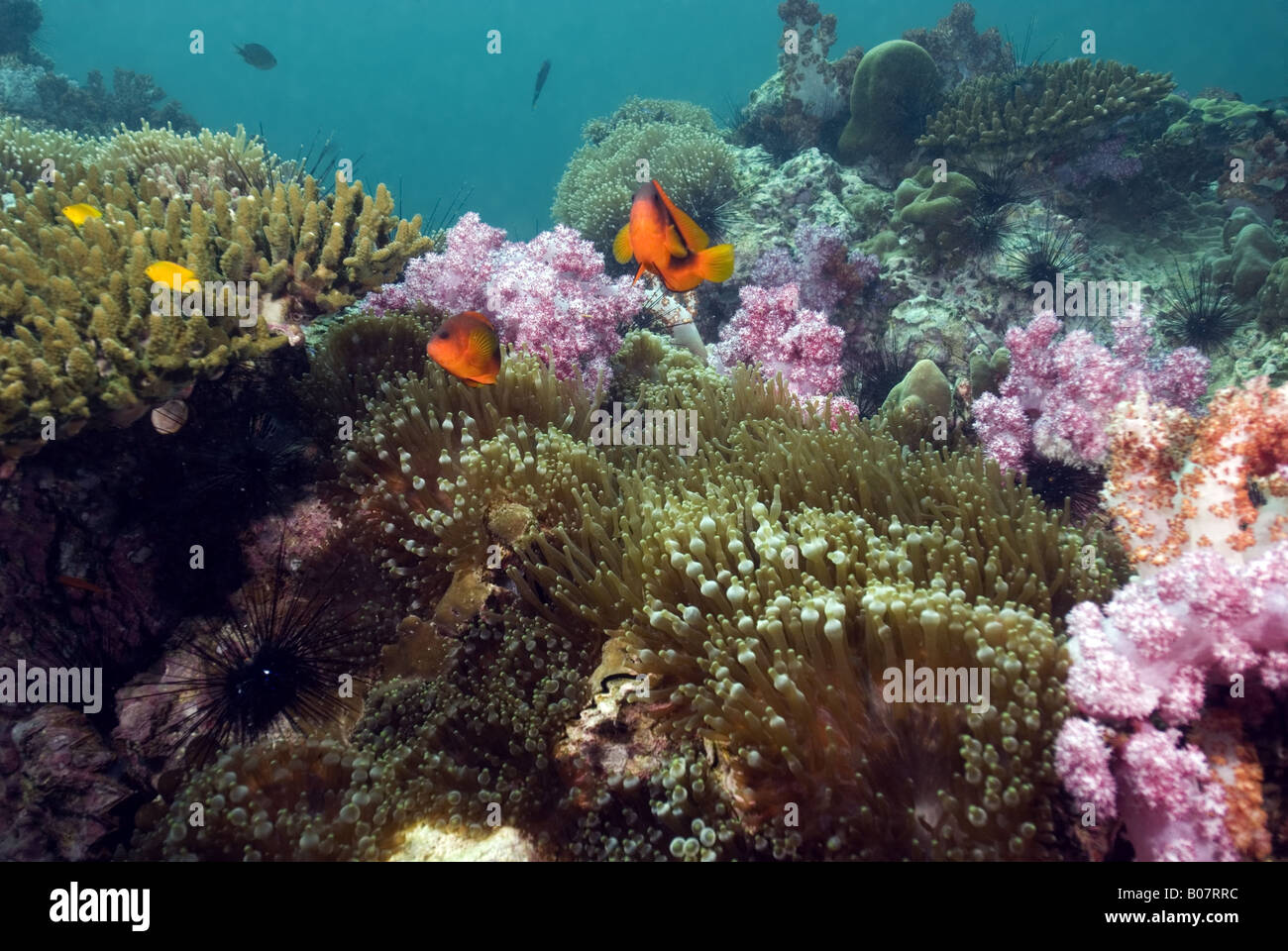 Damselfish in anemone on coral reef under water Stock Photo - Alamy