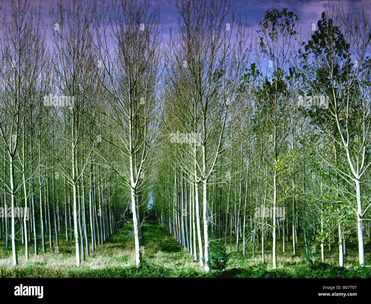 Poplar forests hi-res stock photography and images - Alamy
