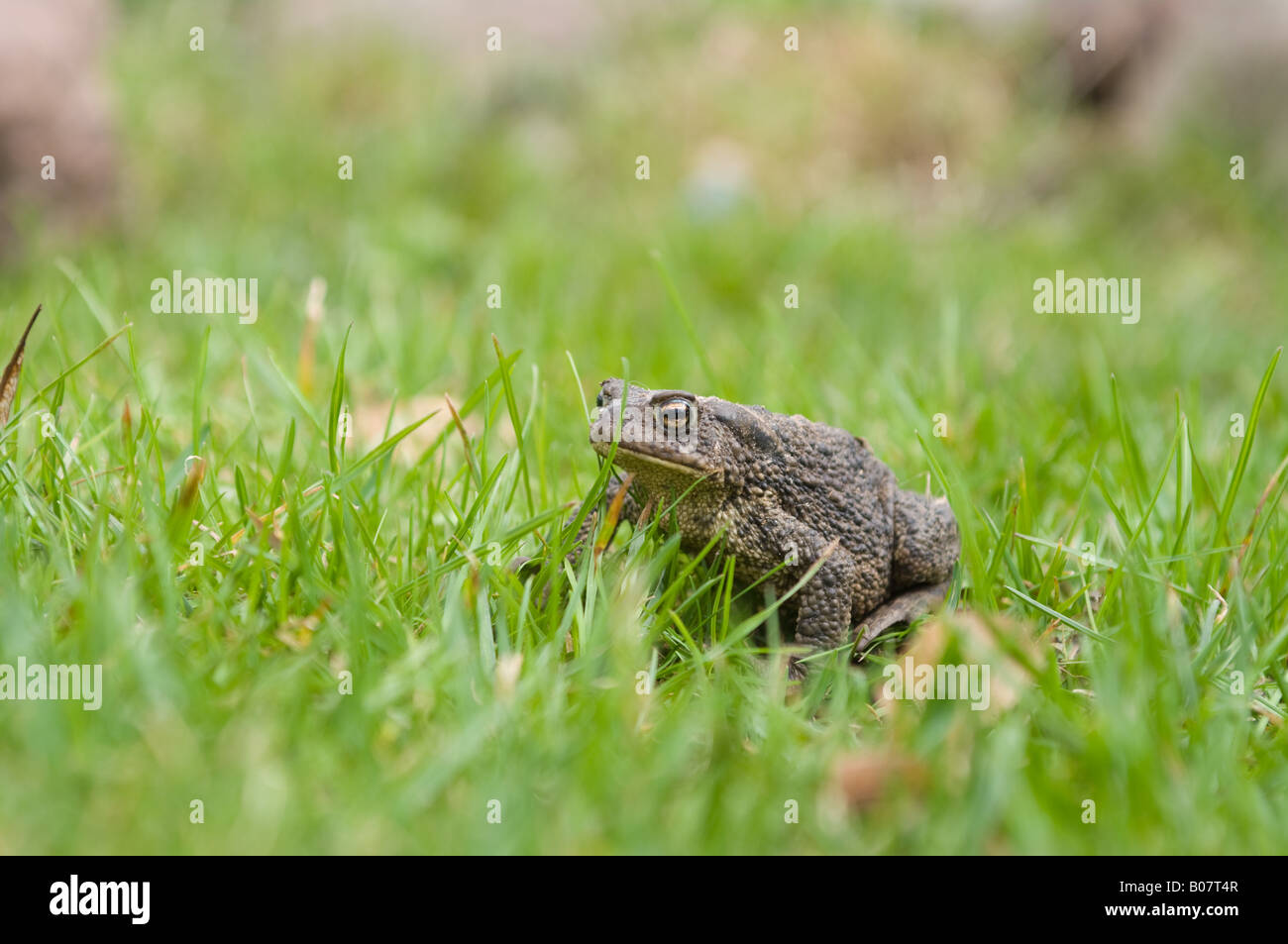 Frog jump pond hi-res stock photography and images - Alamy