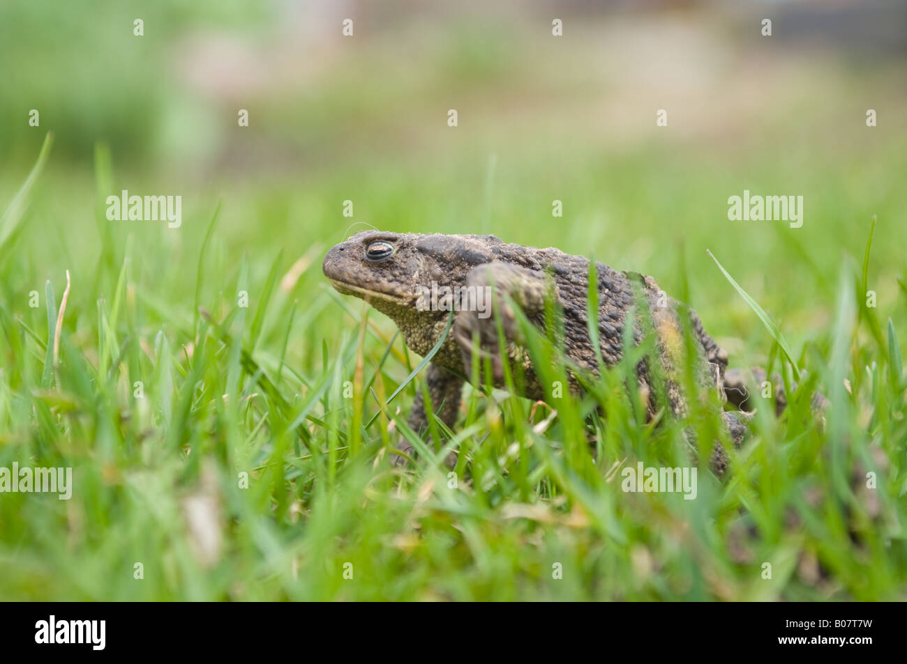Animals that hop hi-res stock photography and images - Alamy