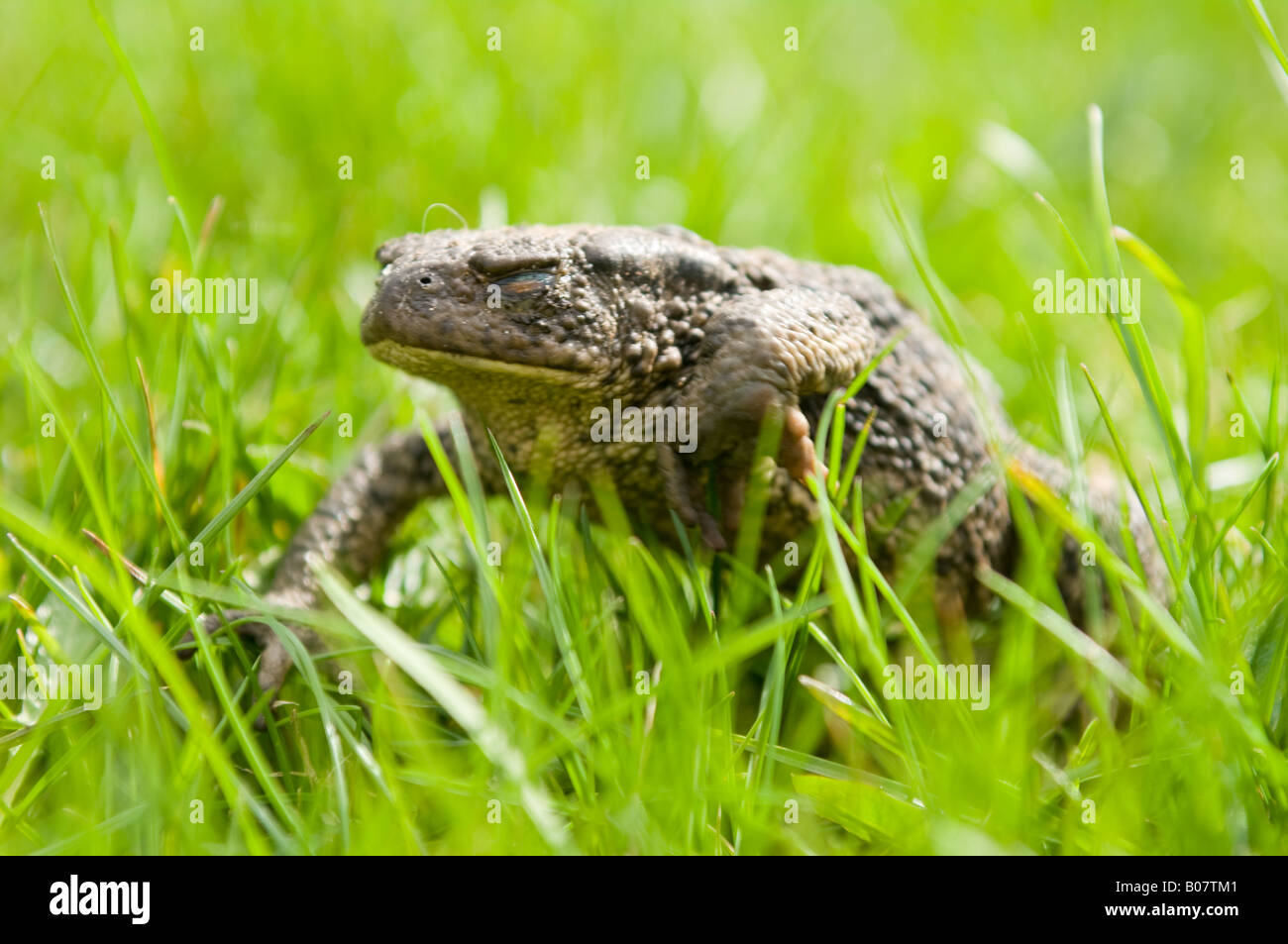 Frog hop pond hi-res stock photography and images - Alamy