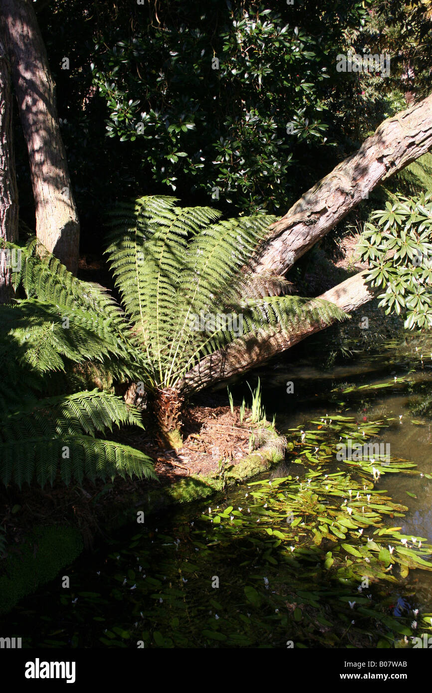 DICKSONIA FIBROSA GOLDEN TREE FERN Stock Photo - Alamy