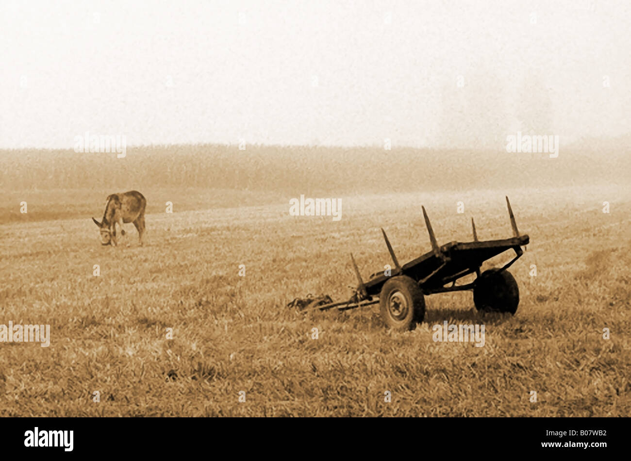Donkey feeding and cart Stock Photo - Alamy