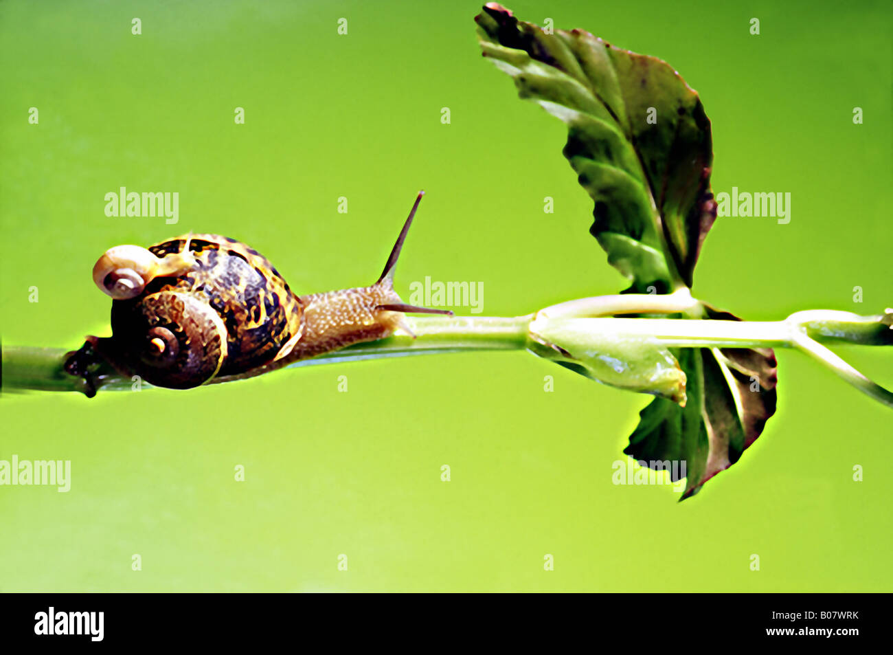 Snails Mother and son on a cabbage branch Stock Photo - Alamy