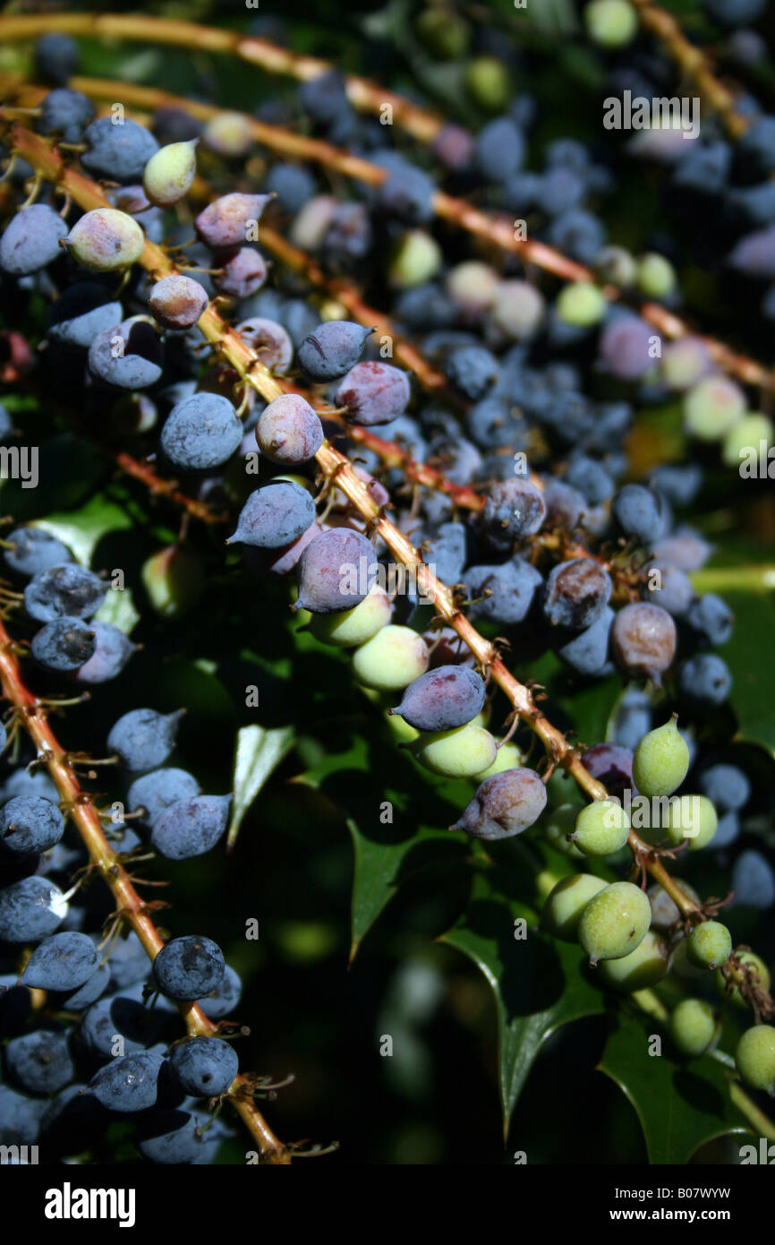 MAHONIA WITH BERRIES Stock Photo - Alamy
