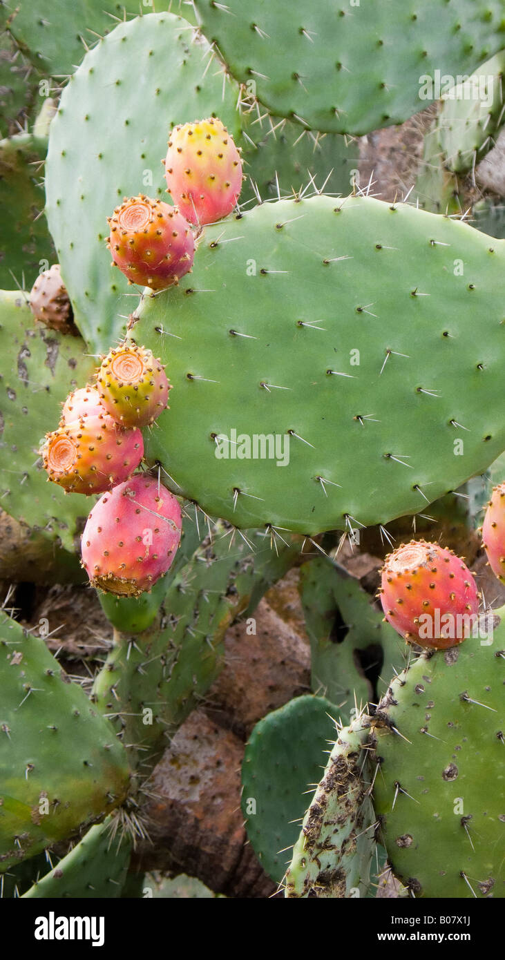 prickly pear (opuntia ficus-indica Stock Photo - Alamy