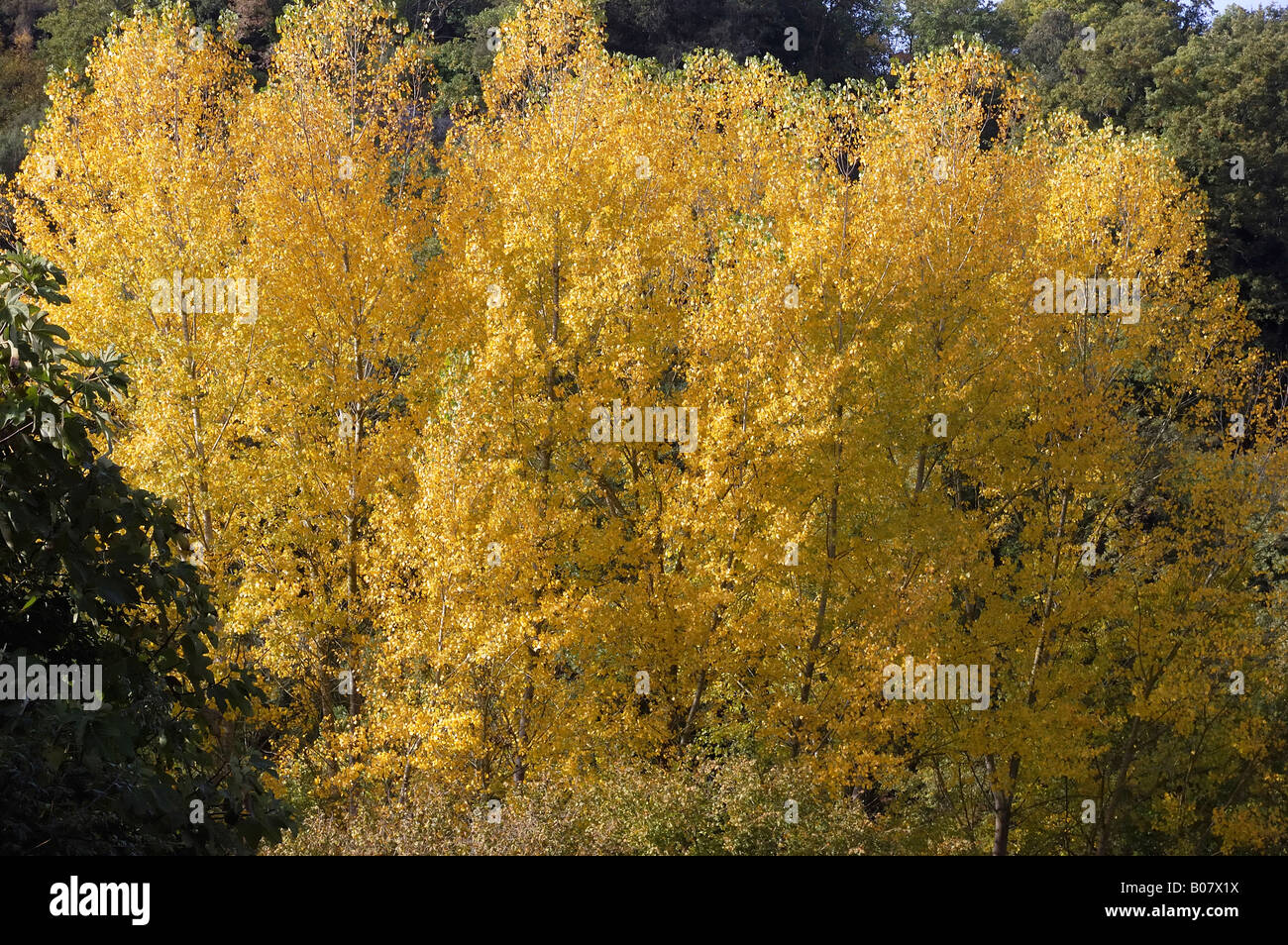 poplars in autumn Stock Photo - Alamy
