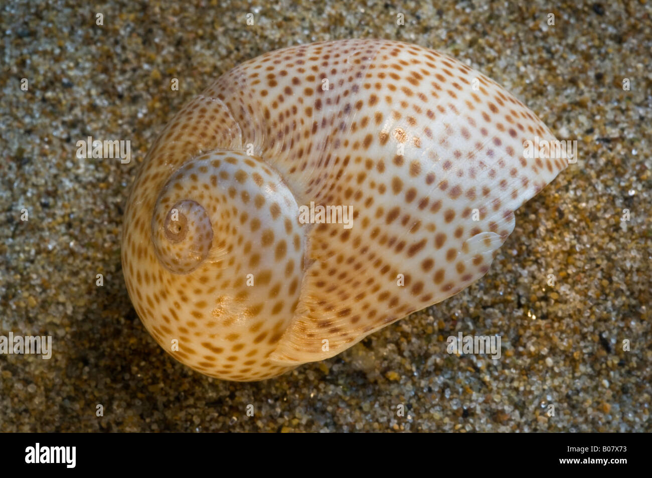 The typical shell commonly named Natica stercusmuscarium Stock Photo ...
