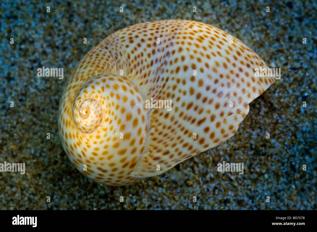 The typical shell commonly named Natica stercusmuscarium Stock Photo ...