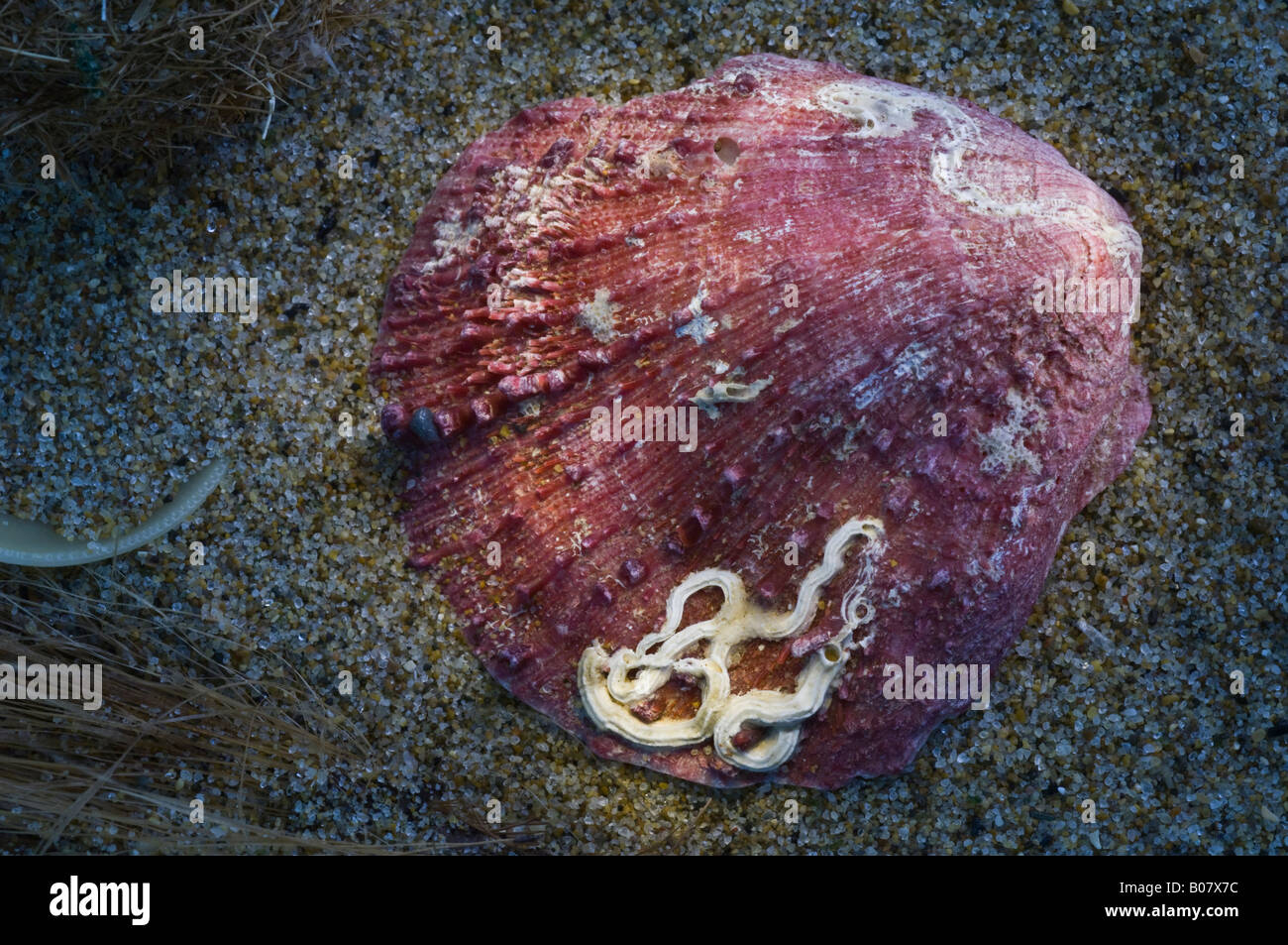 Chlamys varia hi-res stock photography and images - Alamy