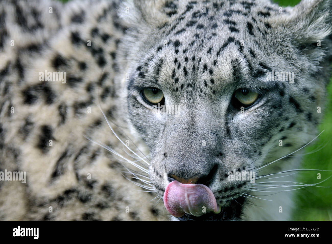 Leopard crouching looking at camera hi-res stock photography and images ...