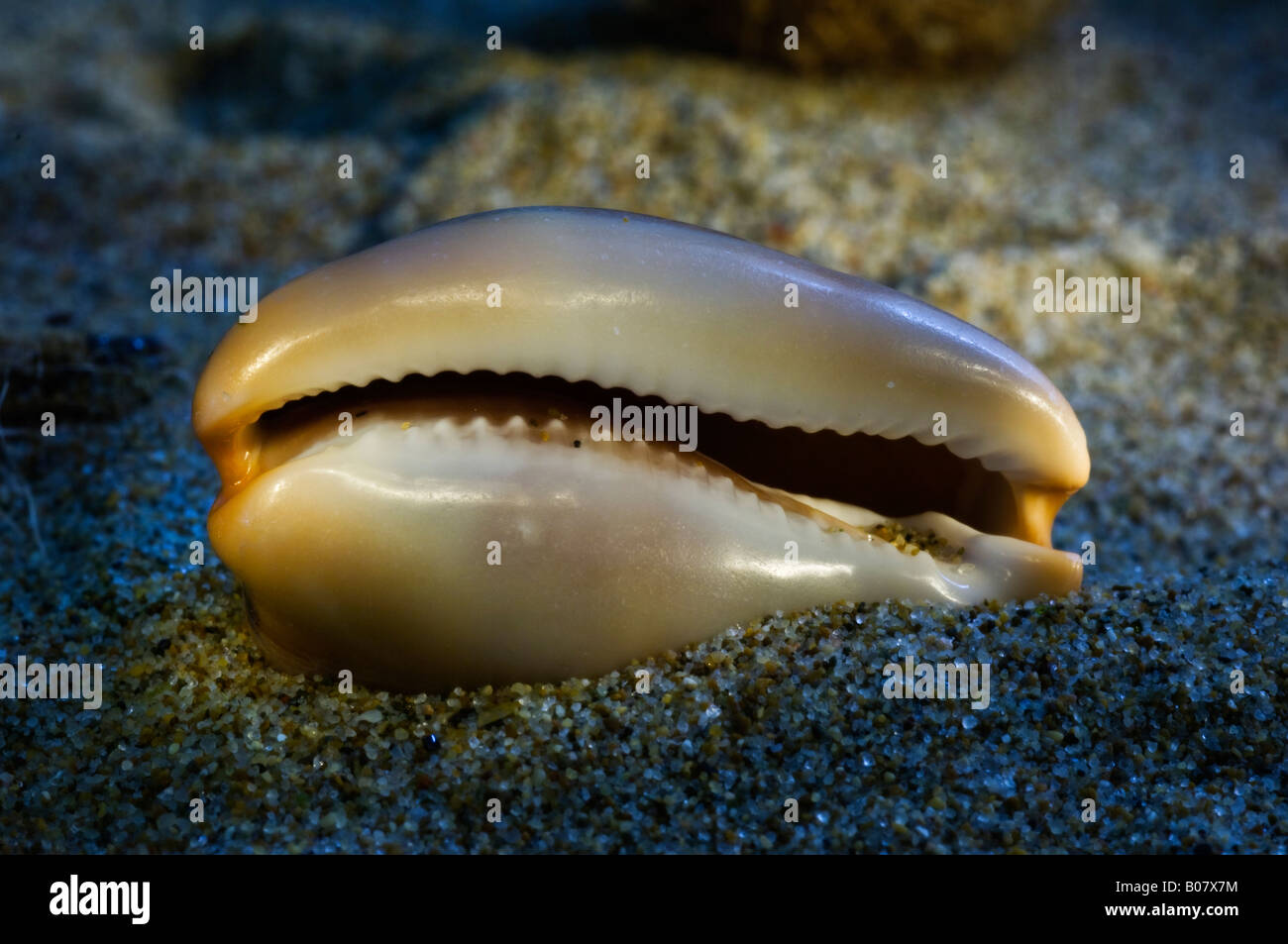 Cypraea lurida hi-res stock photography and images - Alamy