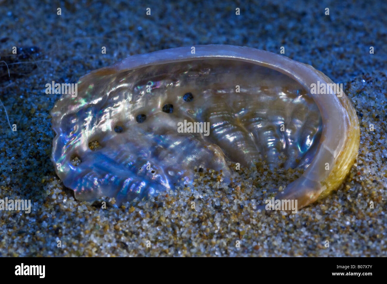 Haliotis lamellosa hi-res stock photography and images - Alamy