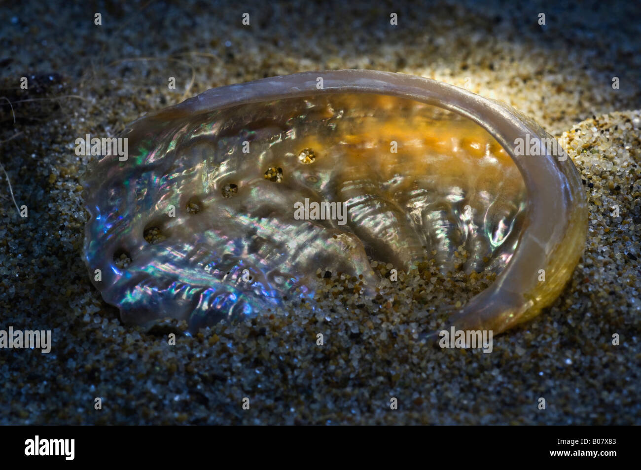 Haliotis lamellosa hi-res stock photography and images - Alamy