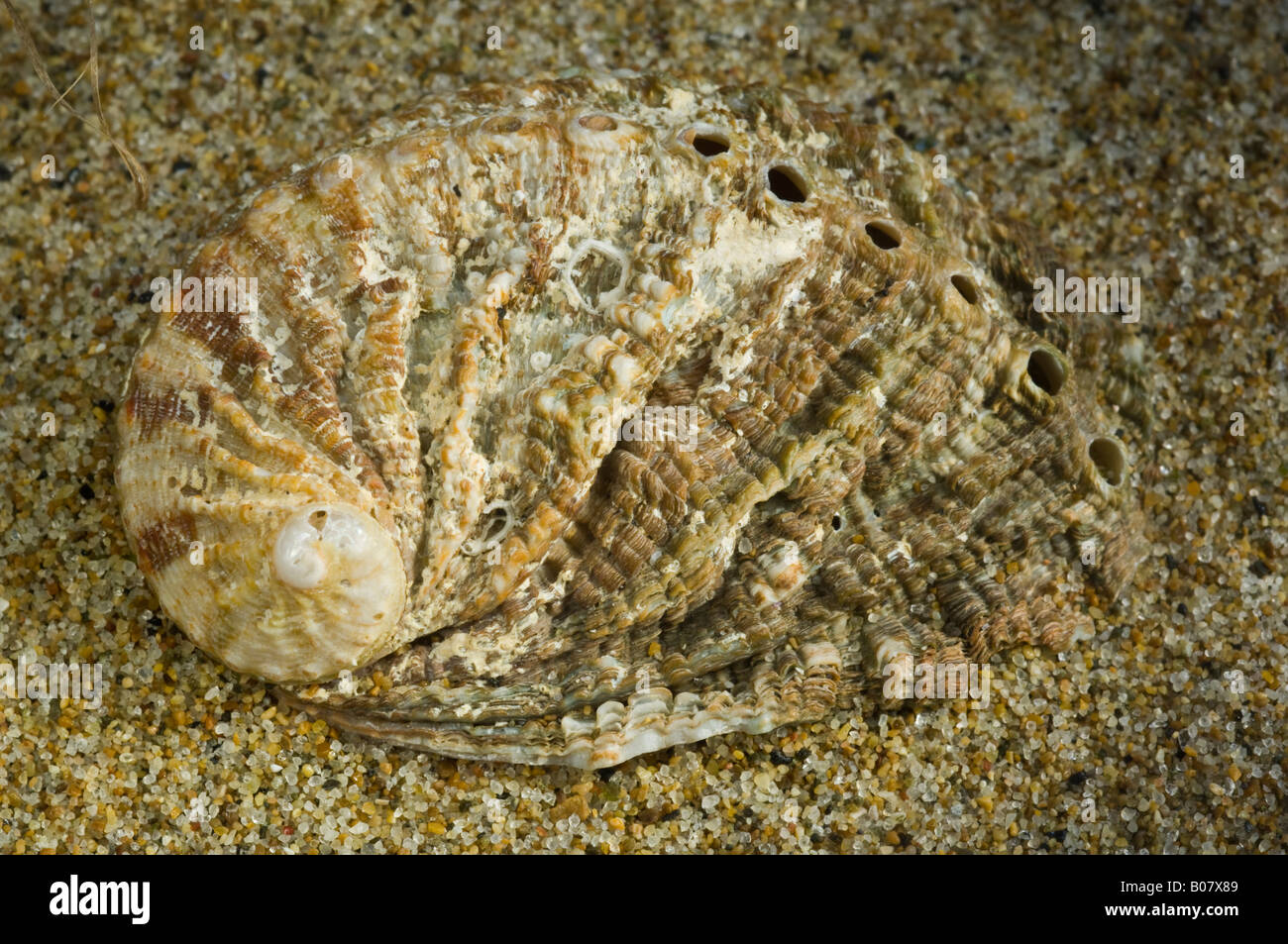Haliotis hi-res stock photography and images - Alamy