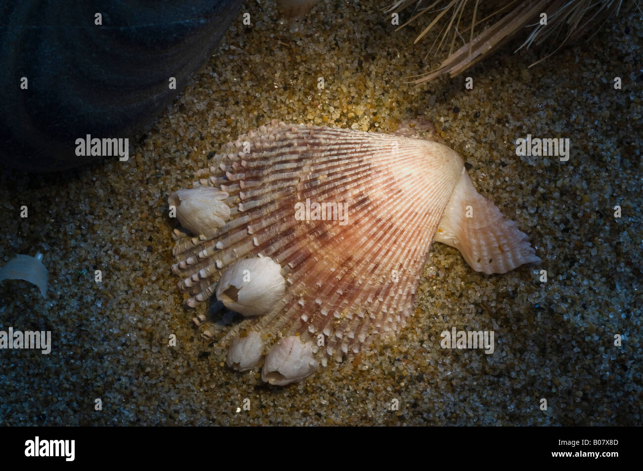 Chlamys varia hi-res stock photography and images - Alamy