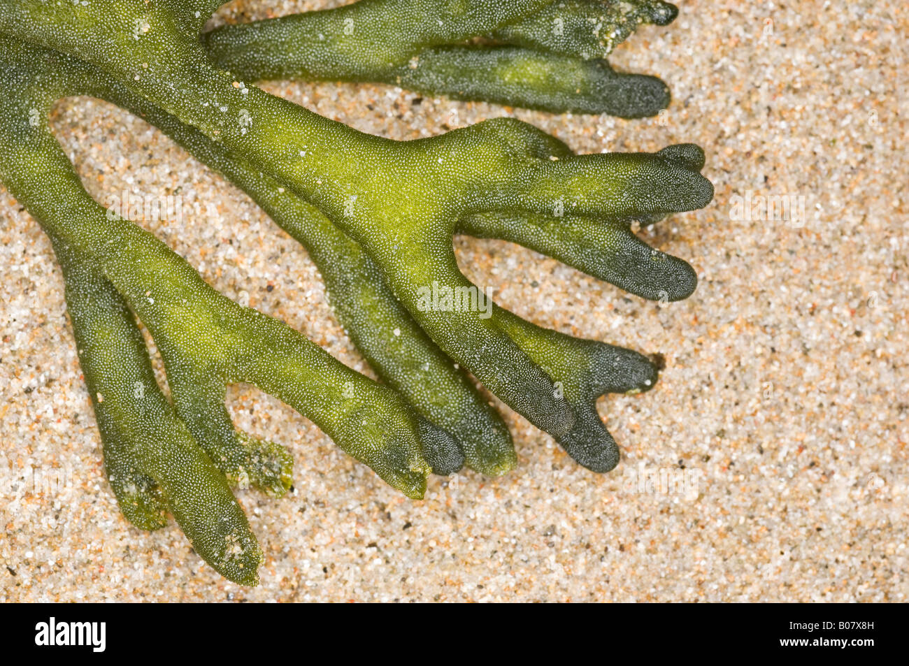 Beaches seaweed hi-res stock photography and images - Alamy
