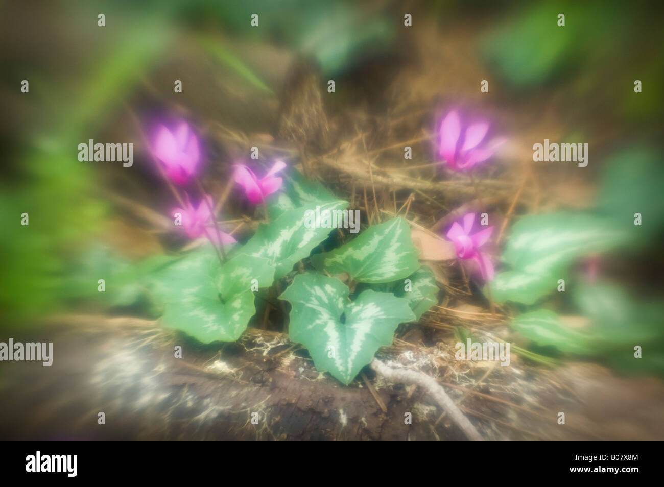 Suggestive of flowers hi-res stock photography and images - Alamy