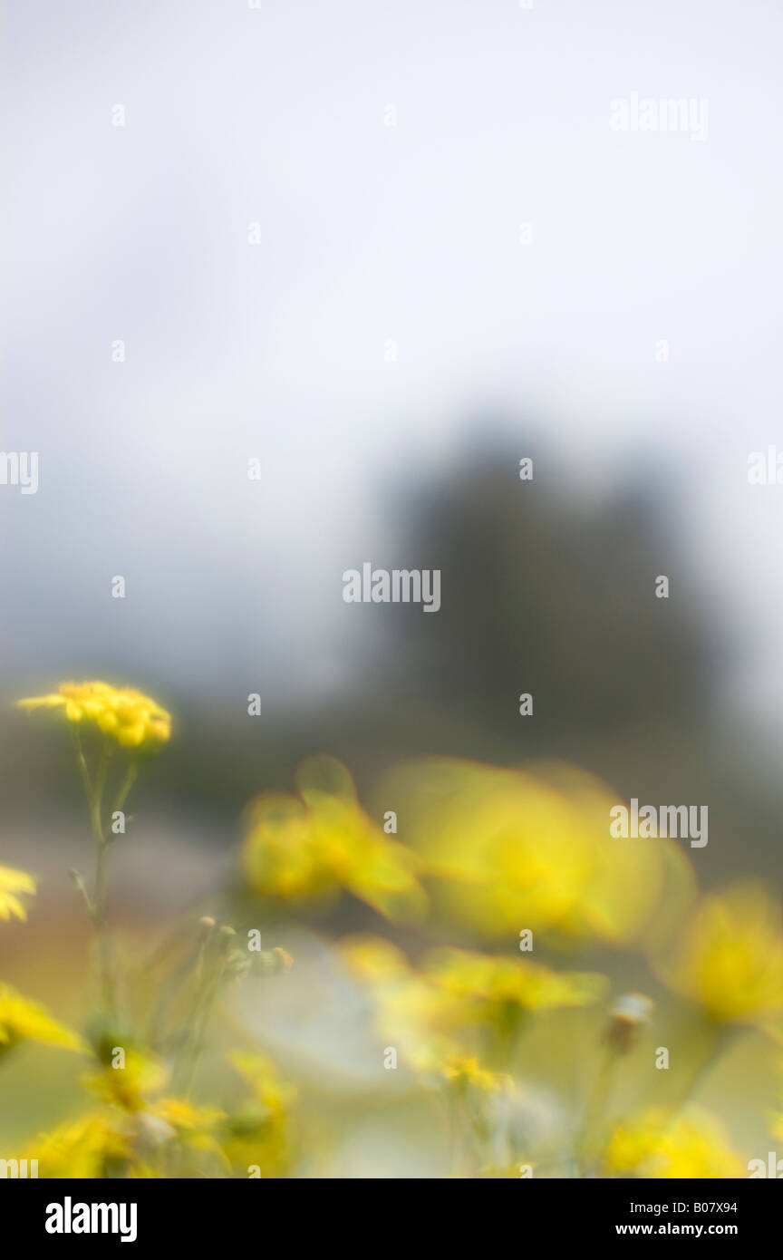 flowers on the grass Stock Photo - Alamy