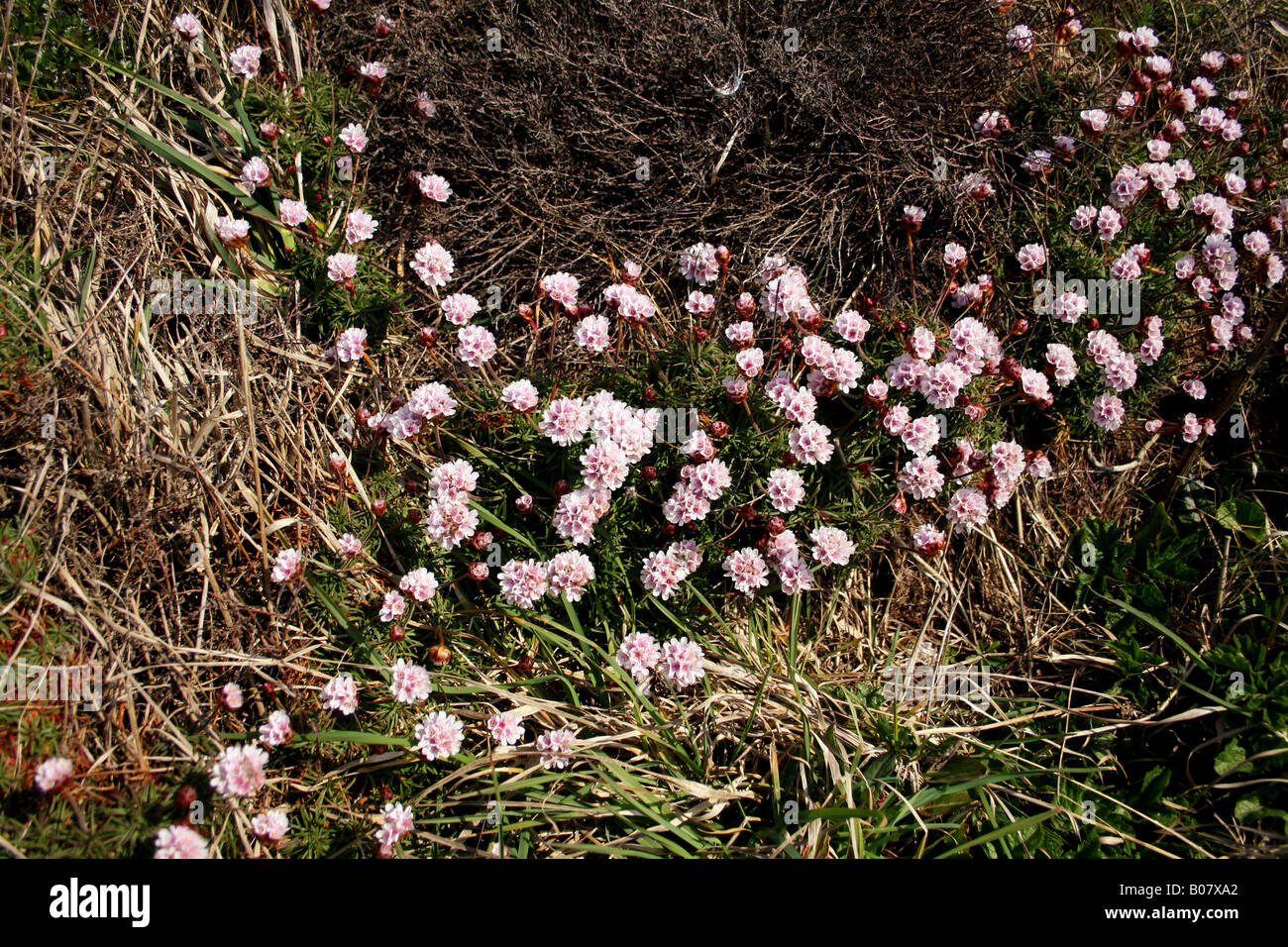 ARMERIA MARITIMA. THRIFT. SEA PINK FLOWER Stock Photo - Alamy