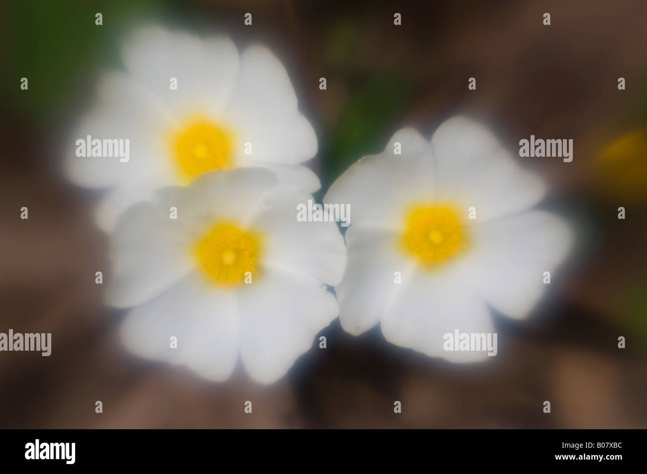 white cistus flower Stock Photo - Alamy