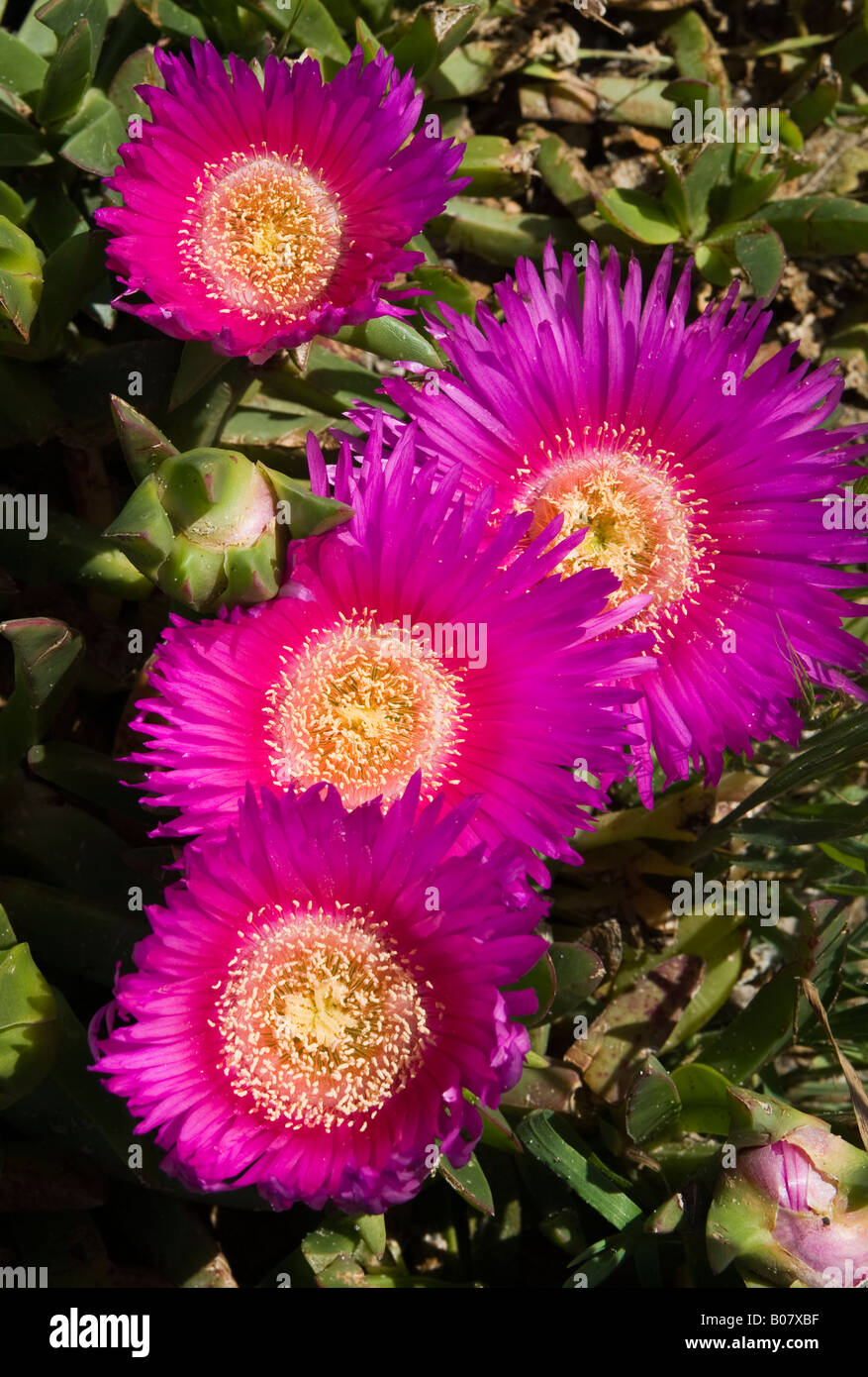Botany aizoaceae carpobrotus hi-res stock photography and images - Alamy