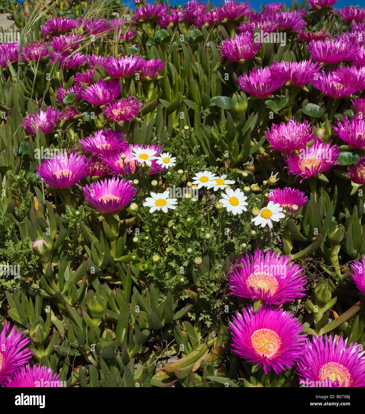 Botany aizoaceae carpobrotus hi-res stock photography and images - Alamy