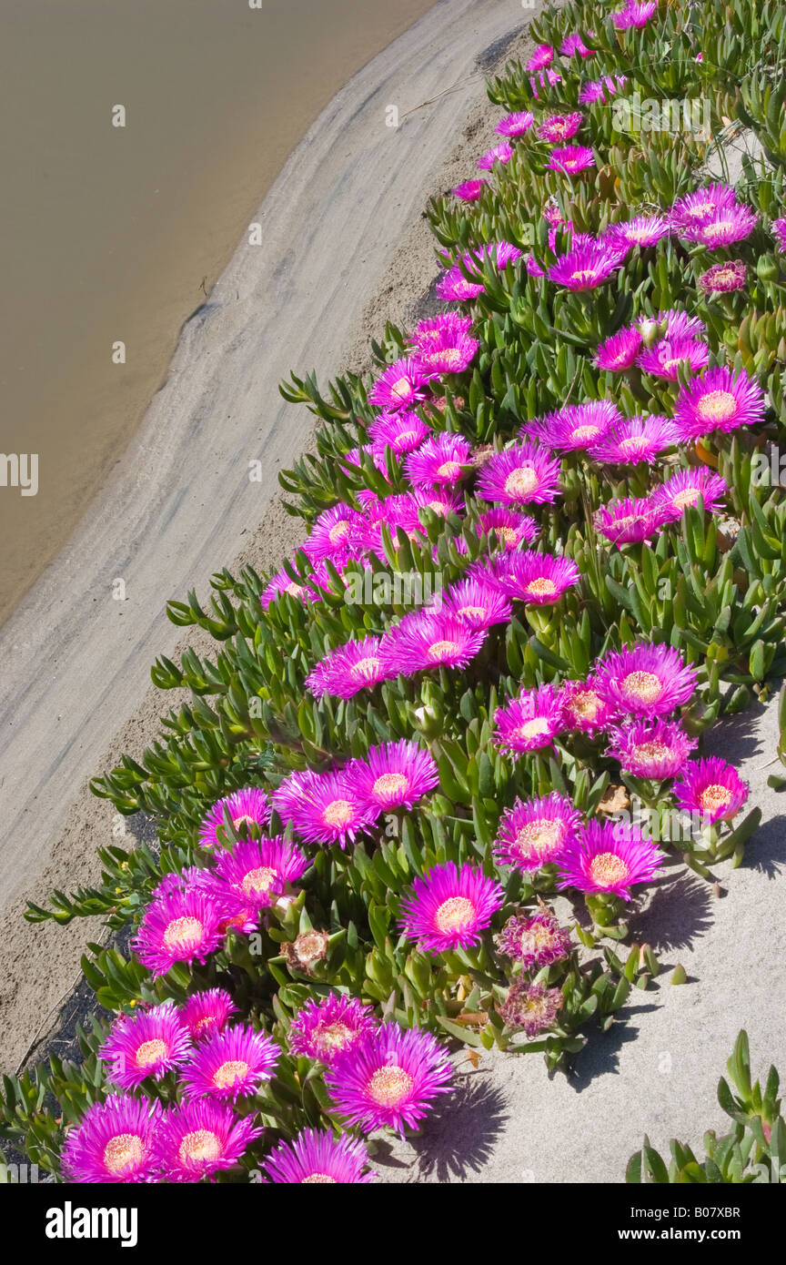 Botany aizoaceae carpobrotus hi-res stock photography and images - Alamy