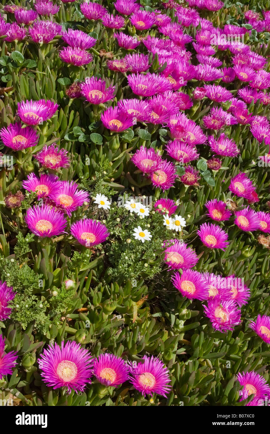 Carpobrotus hi-res stock photography and images - Alamy