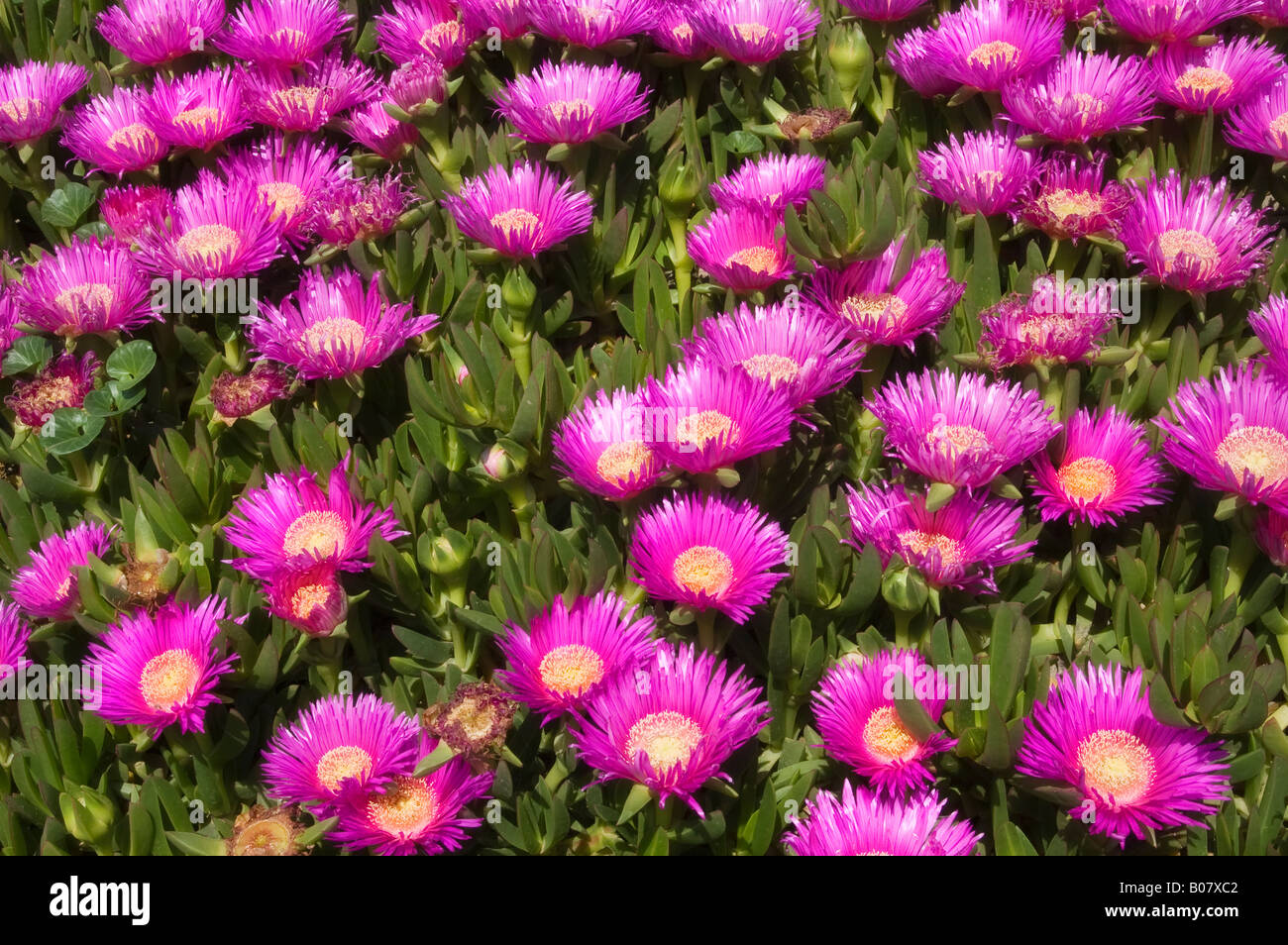 Carpobrotus hi-res stock photography and images - Alamy