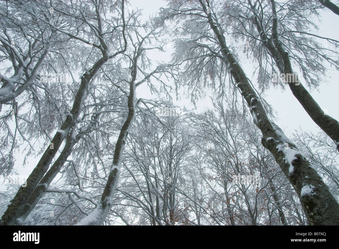 Wood in the mist Stock Photo - Alamy