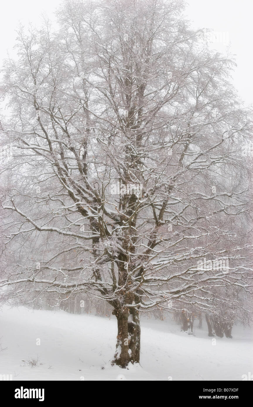 Tree under snow Stock Photo - Alamy