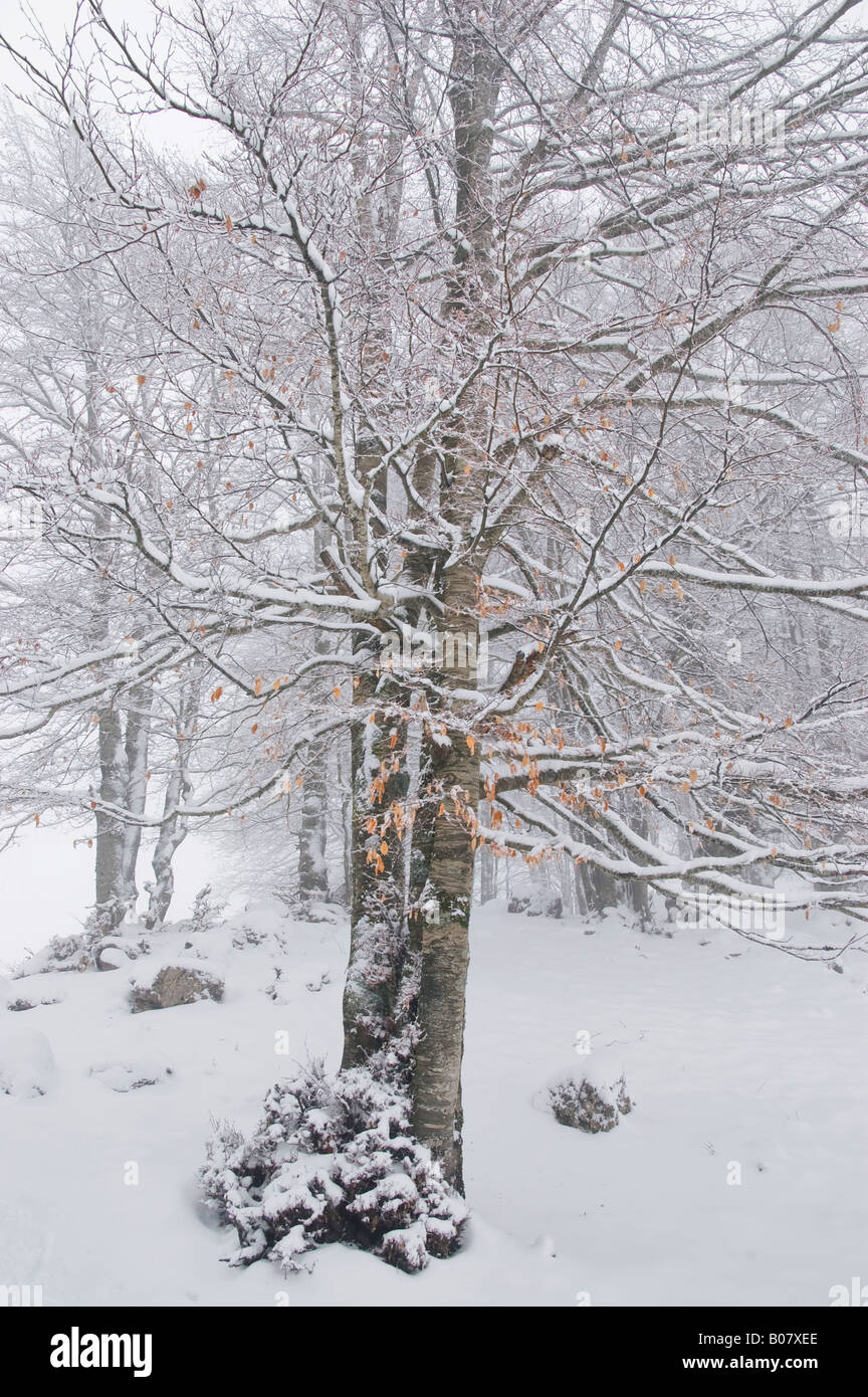 Tree under snow Stock Photo - Alamy