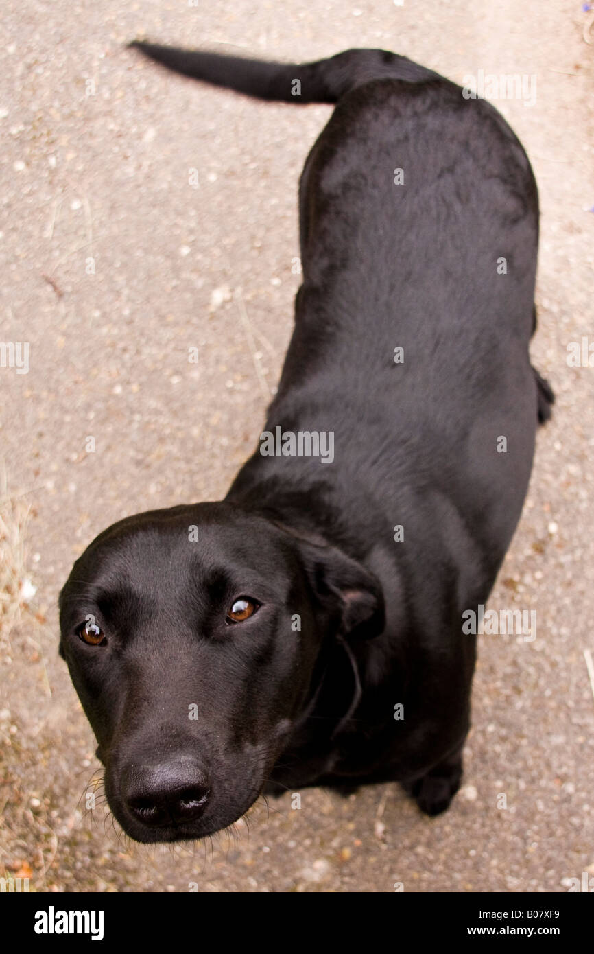 Dog black above hi-res stock photography and images - Alamy