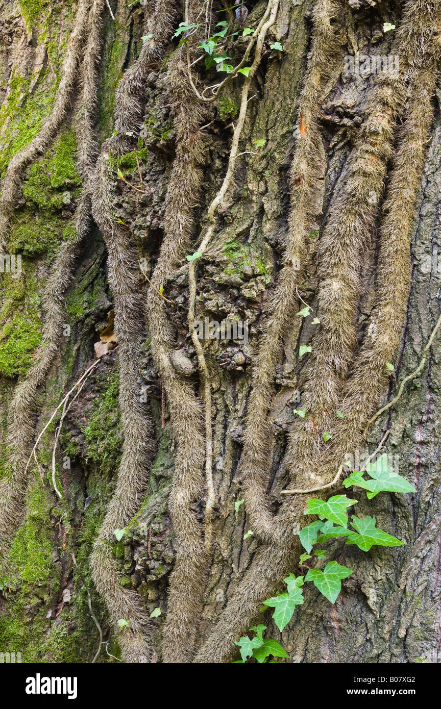 Ivy oak tree hi-res stock photography and images - Alamy