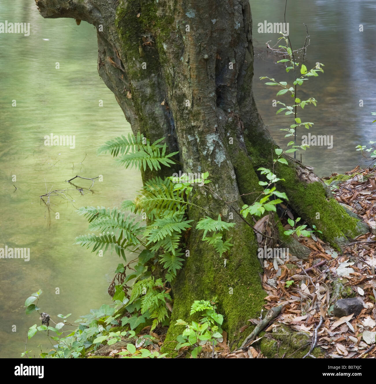 little stream and tree Stock Photo - Alamy