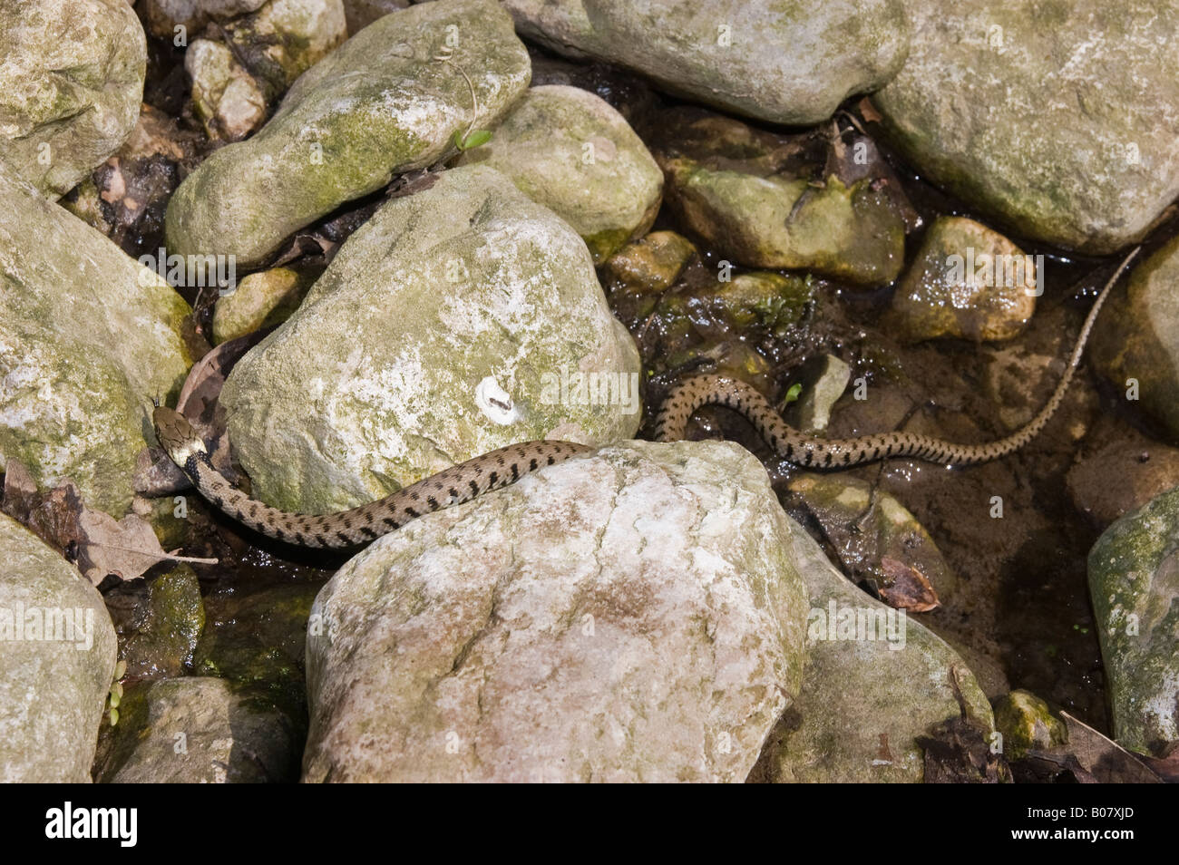 Creeping snakes hi-res stock photography and images - Alamy